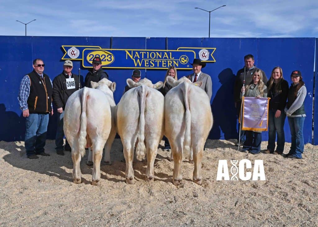 Canadian Cattle Do Well In Denver - Charolais Banner