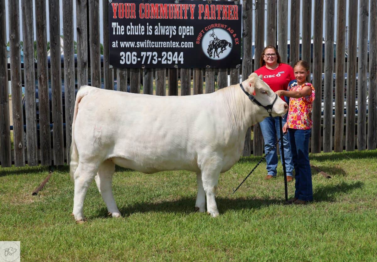 Raymond Champion PB Female at Frontier Days - Charolais Banner